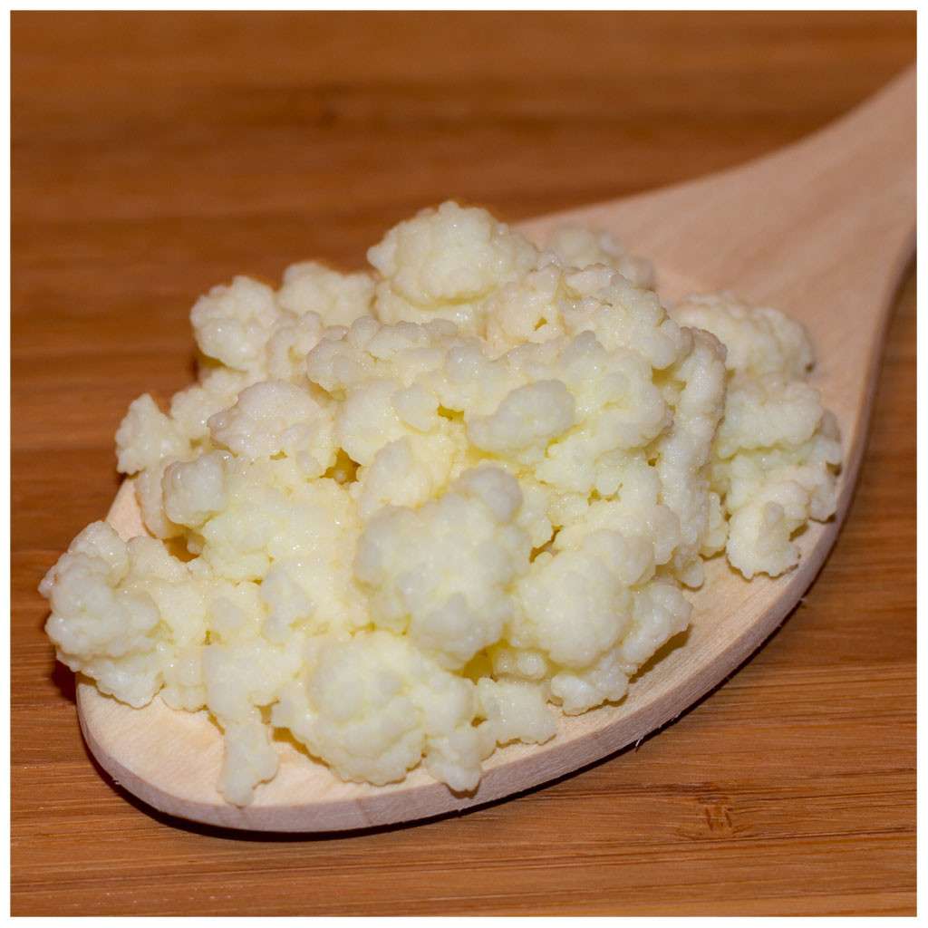 40g de Kefir de Leite - Fresco | Kefiralia